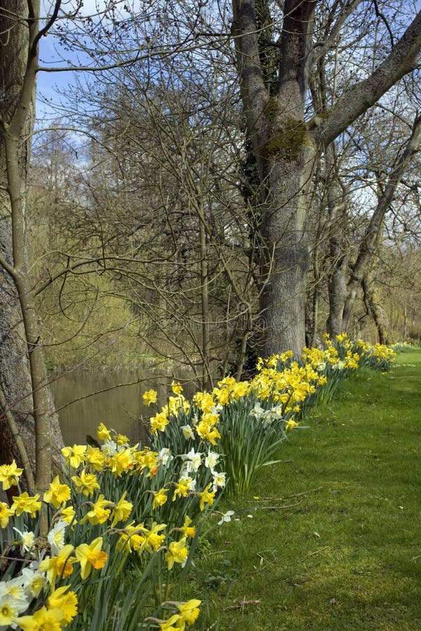 Spring daffodils in a row stock image. Image of color - 116333401