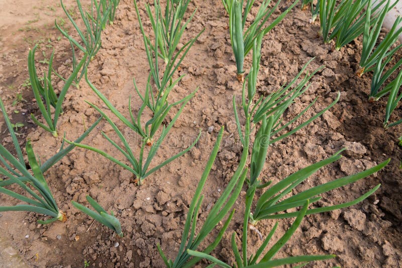 Row of Spring Onion Sprouts in Vegetable Garden Stock Image - Image of ...