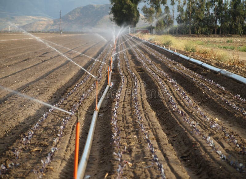 Row of Sprinklers on Open Field Stock Image - Image of agriculture ...