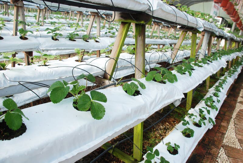 A row of strawberry plant stock photo. Image of farm - 22129164