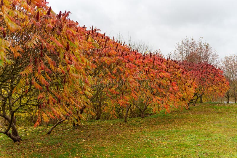 Row of Sumac Trees in Autumn Stock Image - Image of autumn, colorful ...