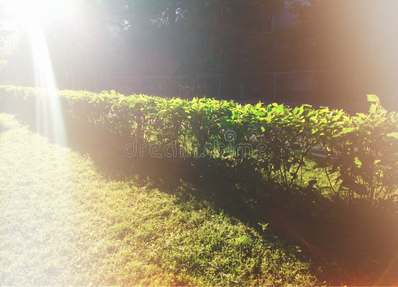 Row of Sunset Green Bushes Landscape Stock Photo - Image of backdrop ...
