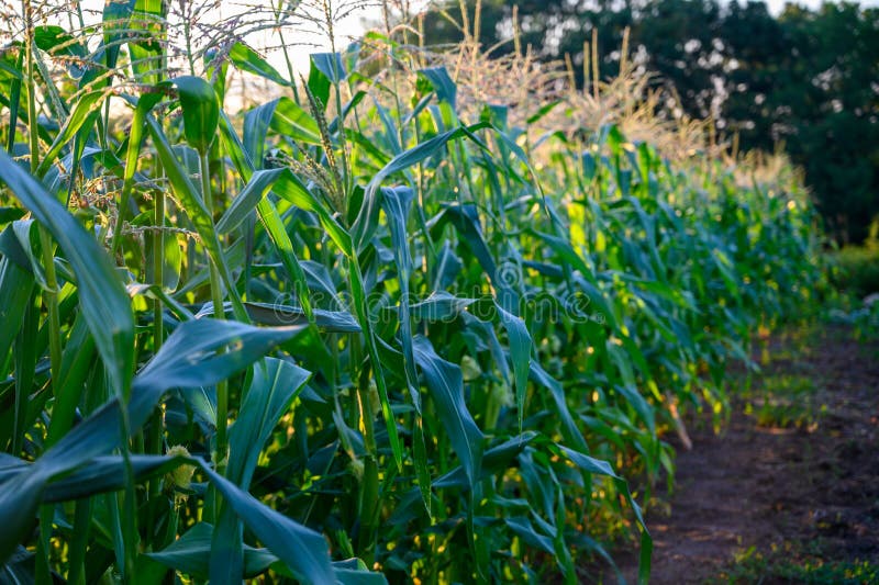 Row of Sweet Corn with Pollen in a Garden Stock Photo - Image of hybrid ...