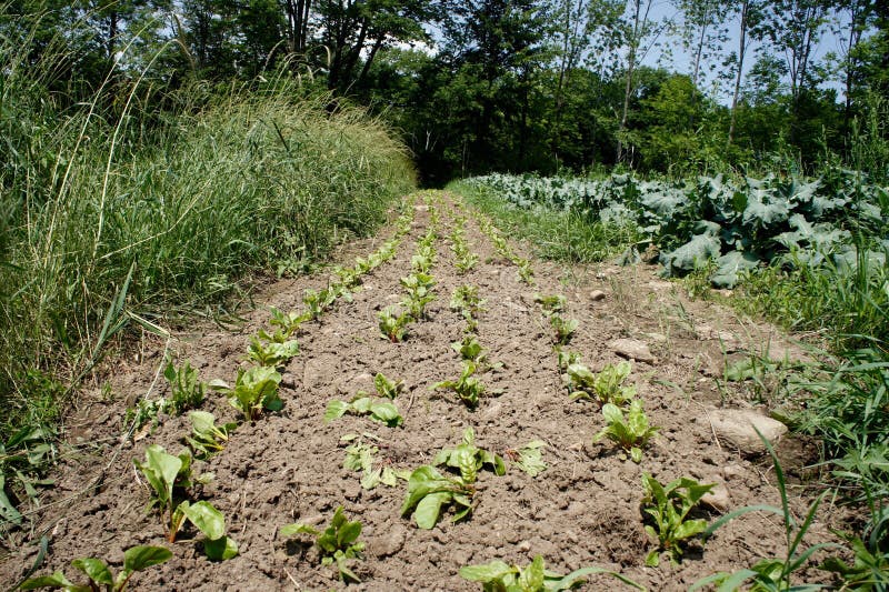 A Row of Swiss Chard on a Farm Stock Image - Image of outdoors, swiss ...