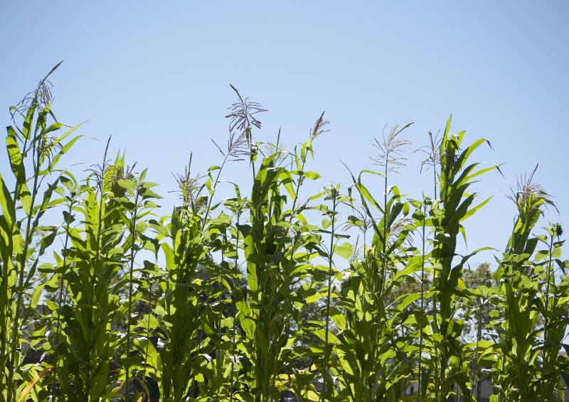 Row of tall corn stock photo. Image of cereal, growing - 10477448