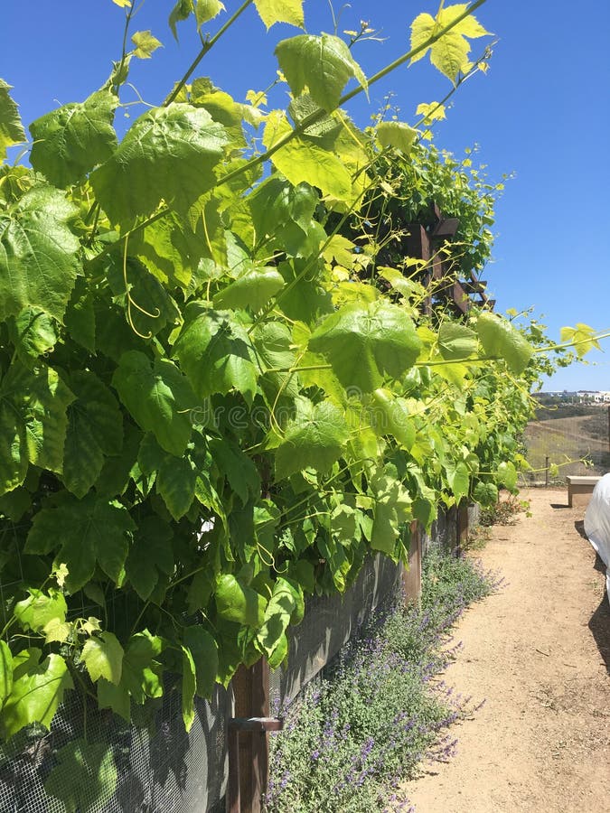 Row of Tall Grape Vines stock photo. Image of grape - 116139772