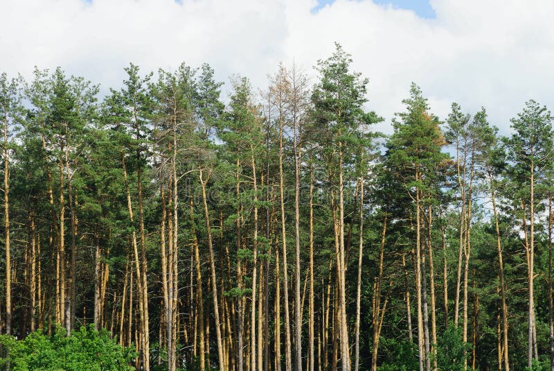 Trees on the edge stock photo. Image of creek, eagle - 74263350
