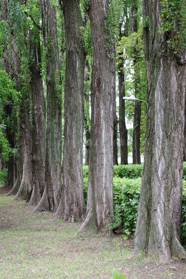 Row of Tall Pyramidal Poplars Stock Image - Image of plant, pyramidal ...