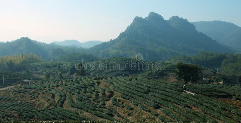 Row of tea trees in farm stock photo. Image of mountain - 37653792