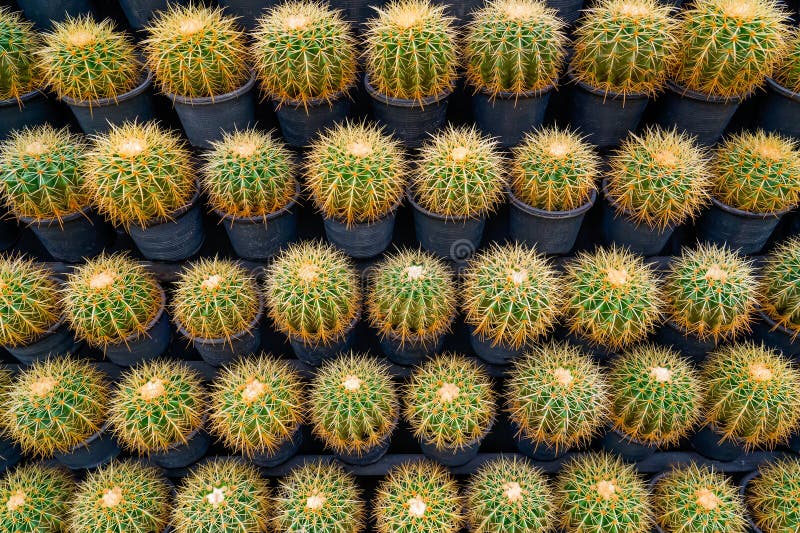 Row Texture Background Structure Set, Quantity Multitude Lot Small Pots ...