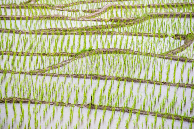 Row of Texture of Rice Terraces Stock Photo - Image of fresh, country ...