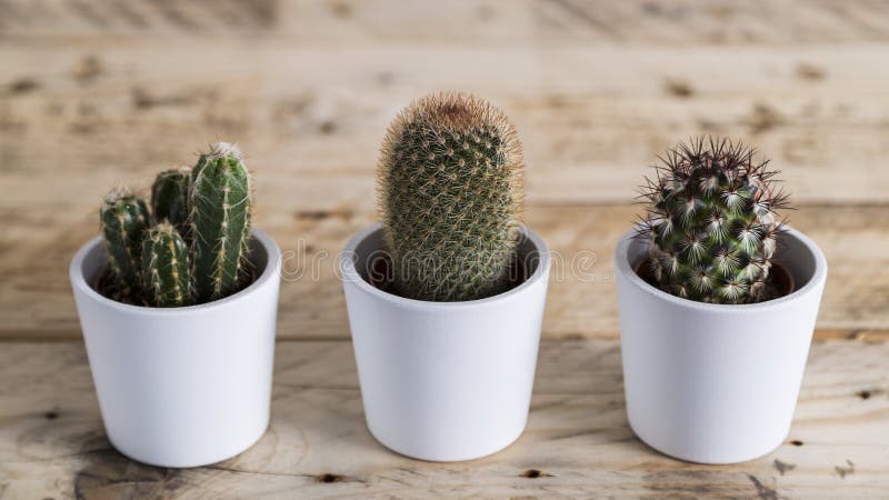 Row of three cactus plants stock image. Image of botany - 71375039