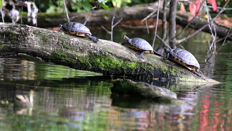 Row of Three Painted Turtles Basking on Tree Trunk Sticking Out of ...