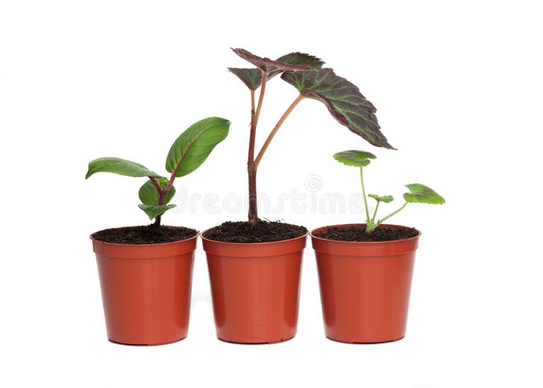 Row of Three Plant Seedlings Stock Image - Image of pots, fuchsia: 18996149