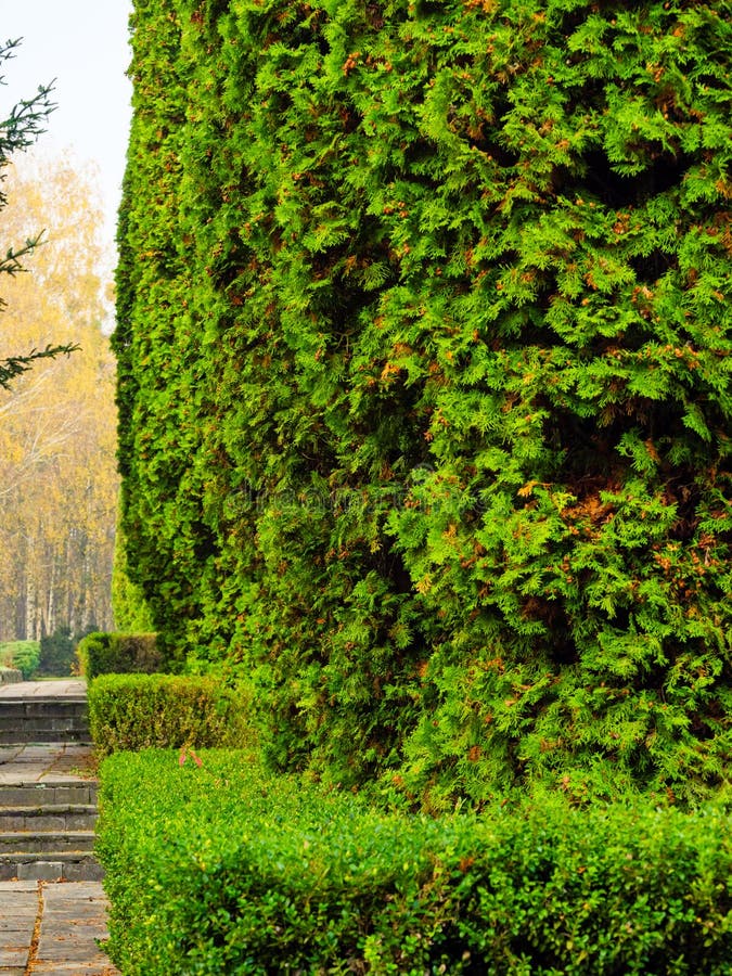 Row of Thujas and Trees Along the Walkway Stock Image - Image of park ...