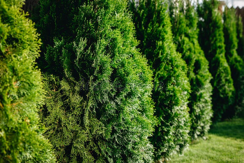 Row thuja stock image. Image of arborvitae, garden, grow - 169516301