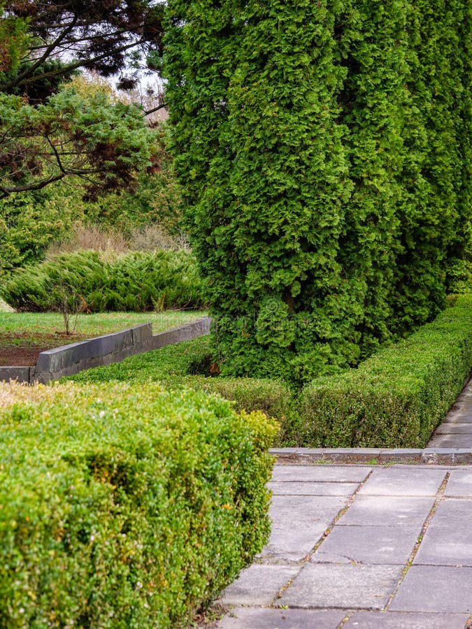 Row of Thuyas among the Bushes Inside the Way of Concrete Slabs Stock ...