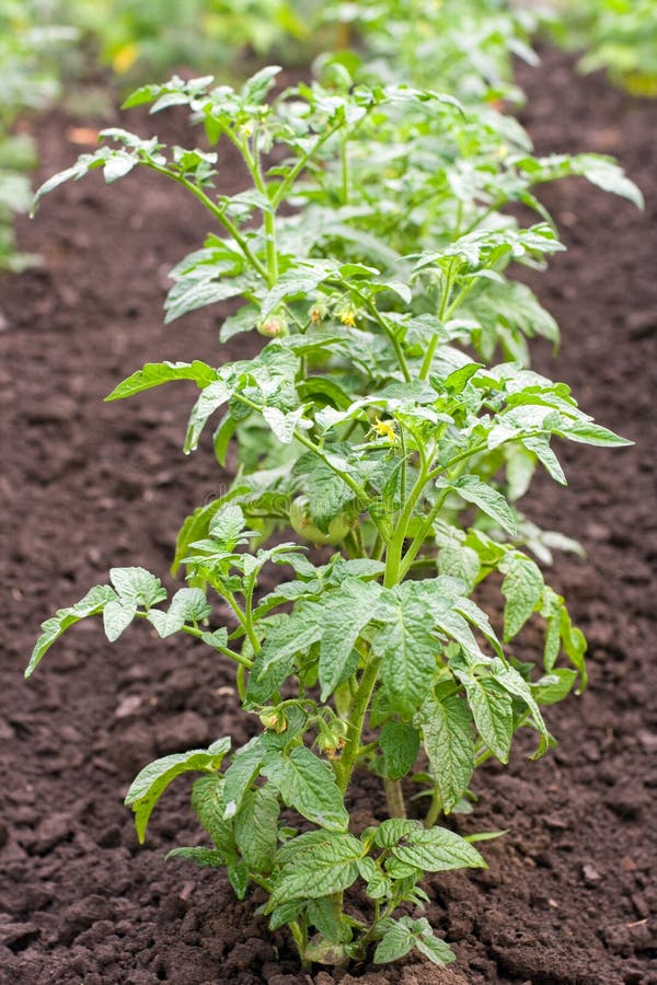 Row of tomato stock image. Image of organic, tomato, food - 14883997