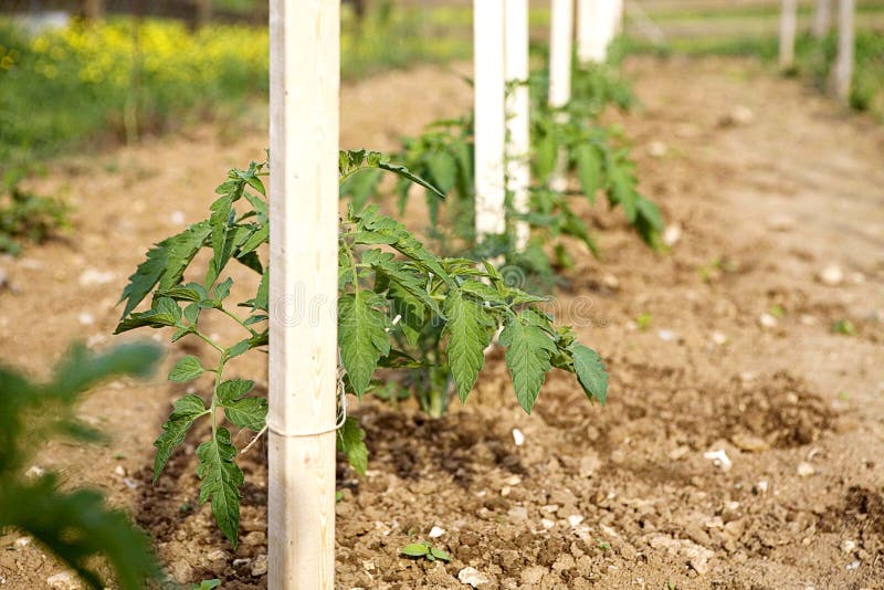 Row of tomato plants stock image. Image of vegetables - 15712787