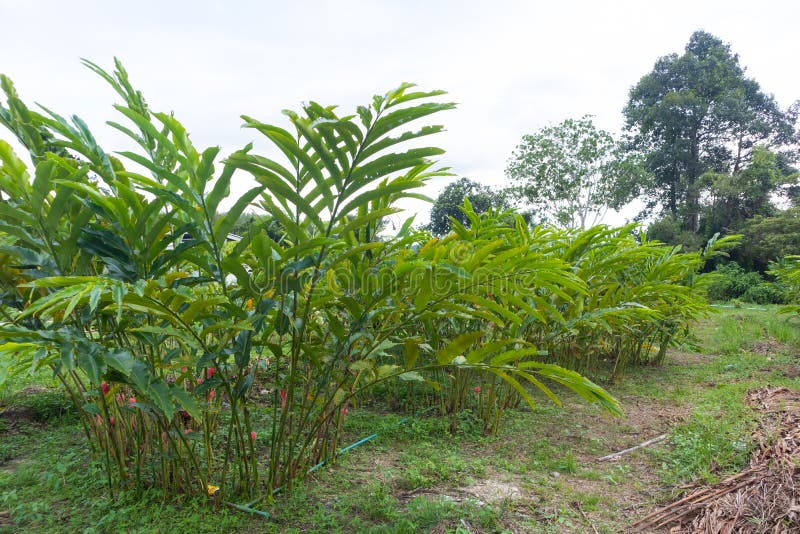 Torch Ginger Farm at Thailand Stock Image - Image of farm, elatior ...