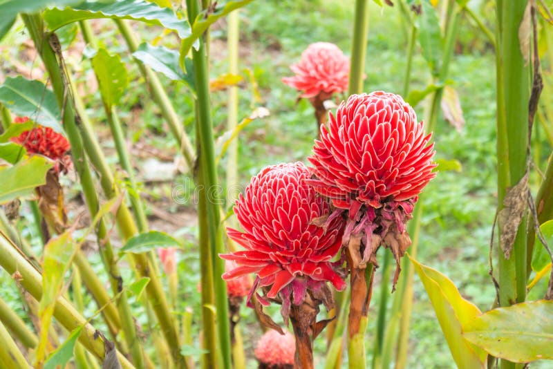 Torch Ginger Farm at Thailand Stock Photo - Image of petal, forest ...