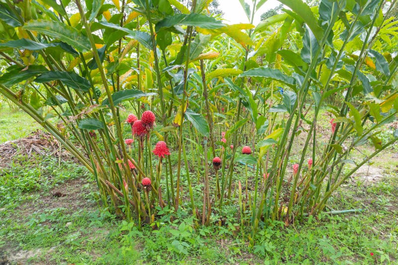 Torch Ginger Farm at Thailand Stock Image - Image of cooking, elatior ...