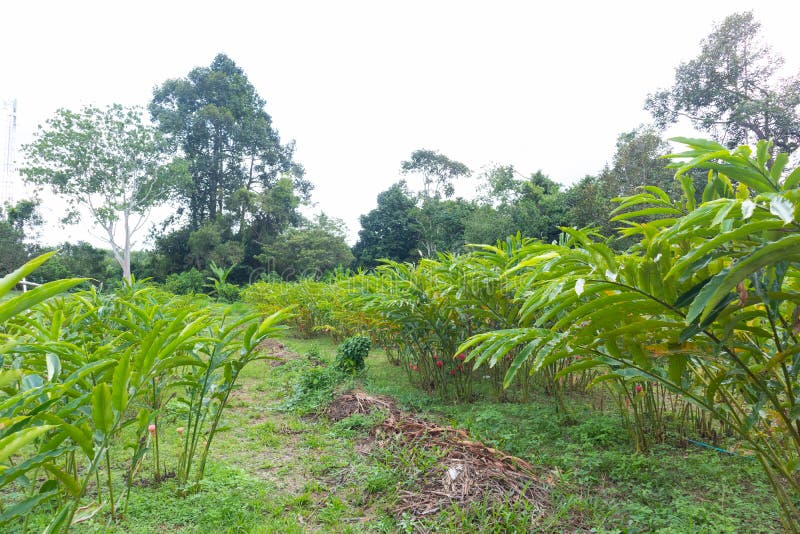 Torch Ginger Farm at Thailand Stock Photo - Image of asian, torch ...