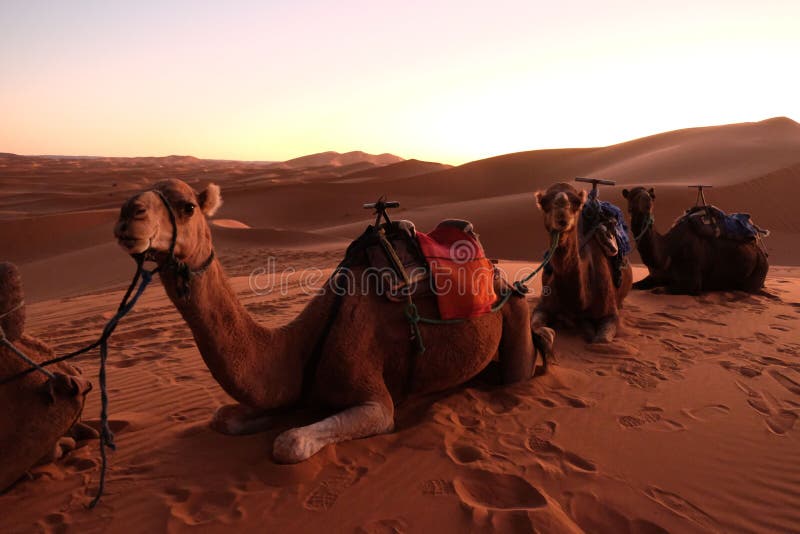 Row of Tourism Camels Sitting on a Desert at Sunset Stock Photo - Image ...