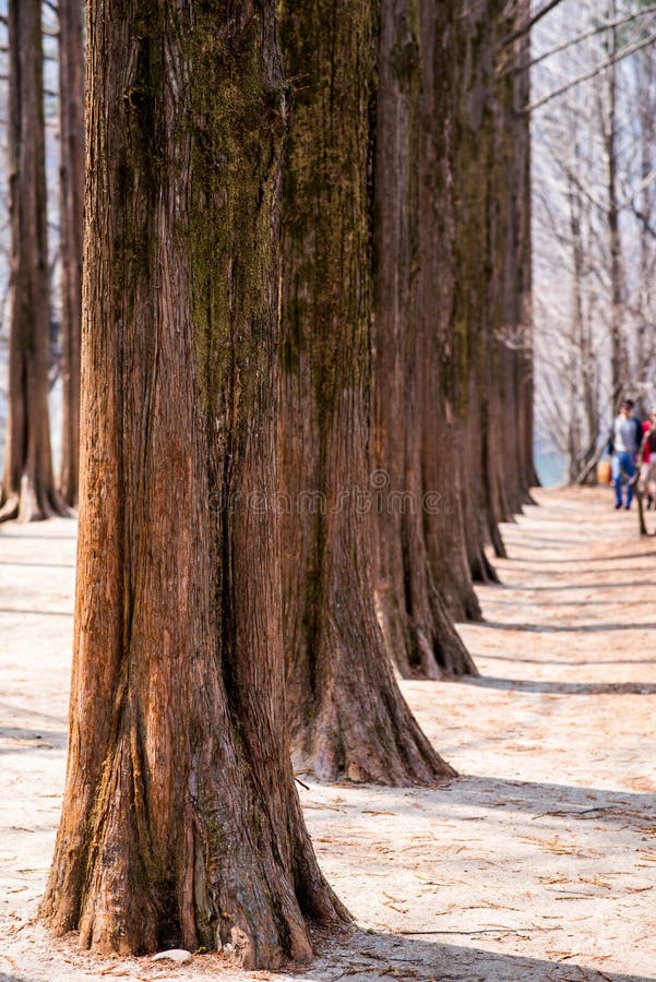 Row of tree stock image. Image of green, bright, shine - 34780857