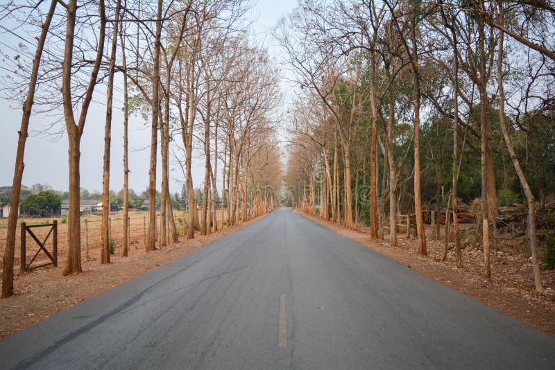 Row of tree between road stock photo. Image of drive - 94312824