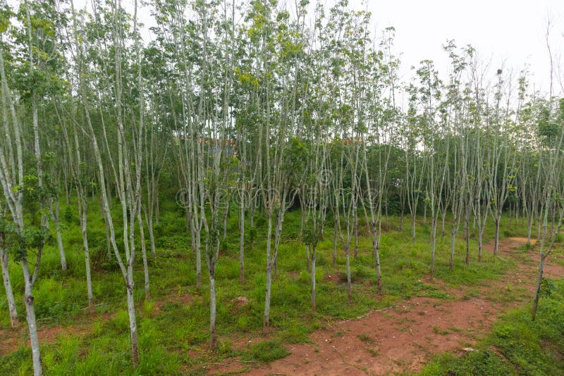 Row of tree rubber farm stock photo. Image of material - 247810894