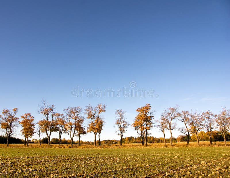 Row of trees stock photo. Image of ground, trunk, tree - 11398834
