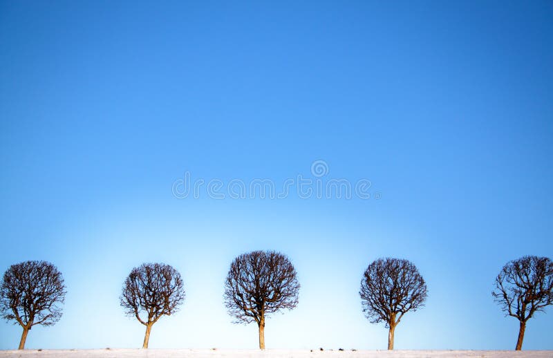 Row of trees stock photo. Image of conceptual, horizon - 12730502