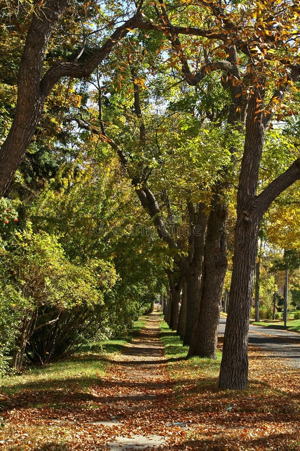 Row of Trees stock image. Image of covered, trees, tunnel - 16060079