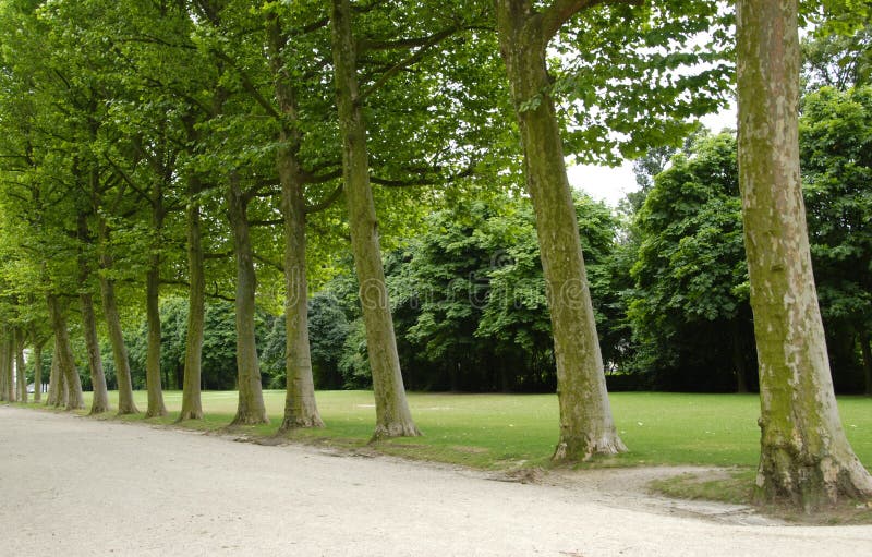 Row of trees stock image. Image of regular, nature, natural - 18038381