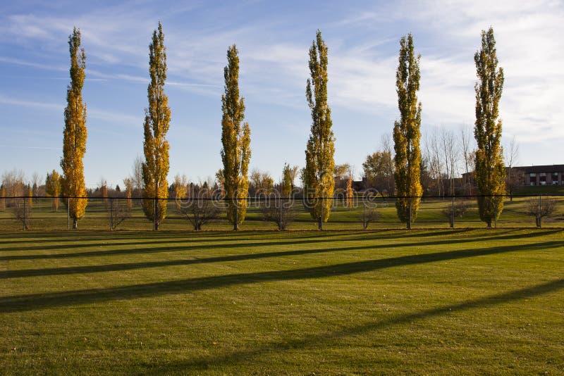 Row of Trees stock photo. Image of foliage, orange, branch - 22379322
