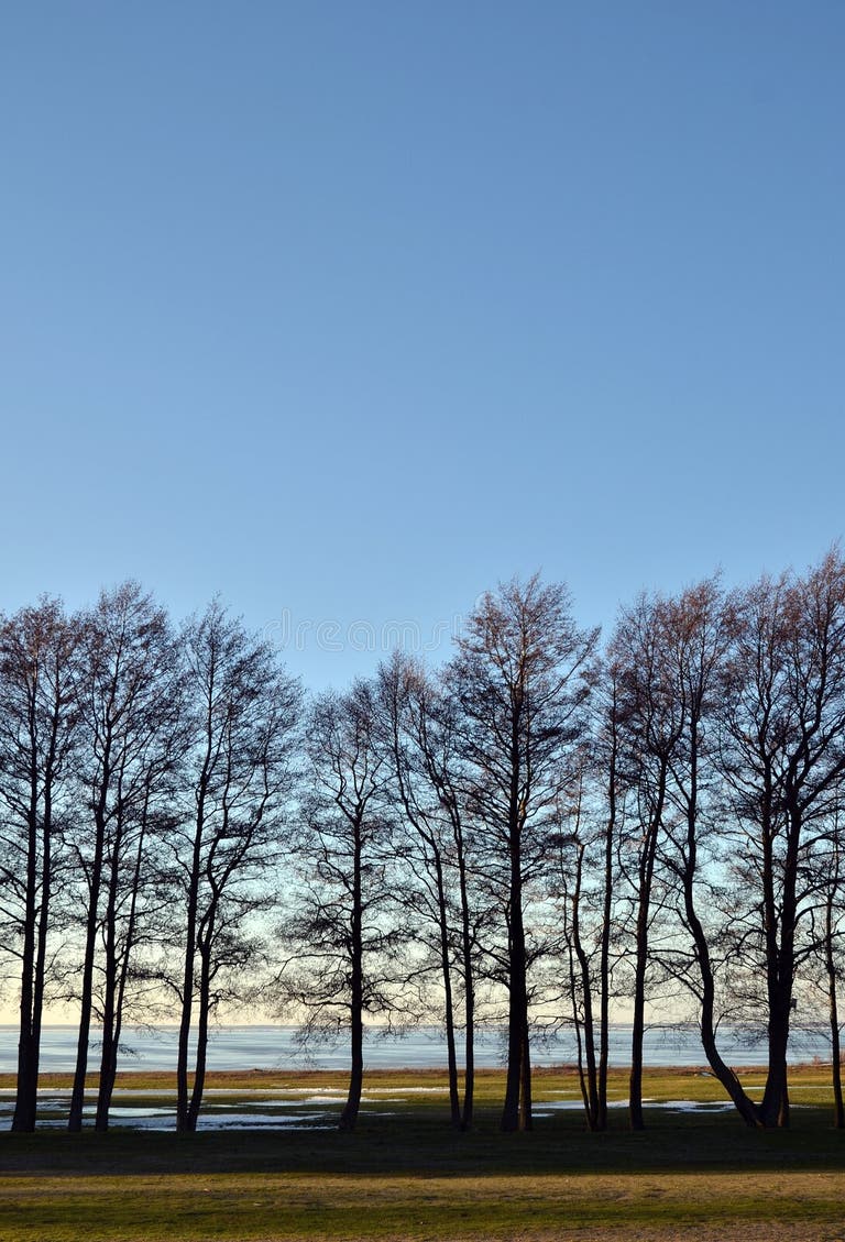 2,246 Trees Row Silhouette Stock Photos - Free & Royalty-Free Stock ...