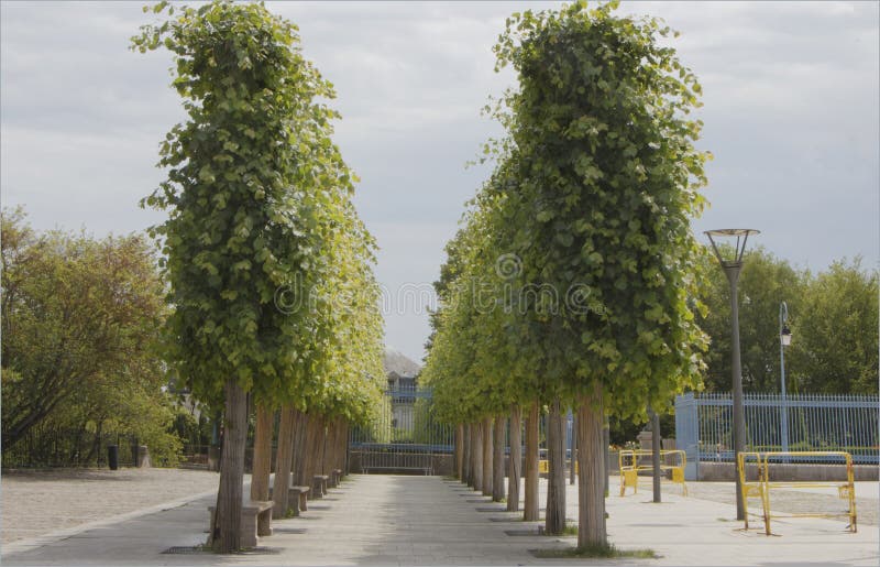 Row of Trees Along a Concrete Pathway Stock Image - Image of tourism ...