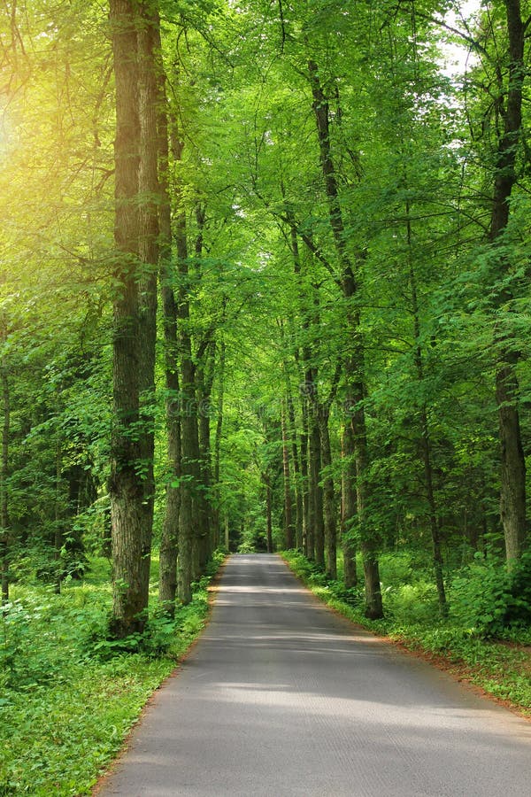 Row of Trees Along Empty Road in Green Forest Park Stock Photo - Image ...