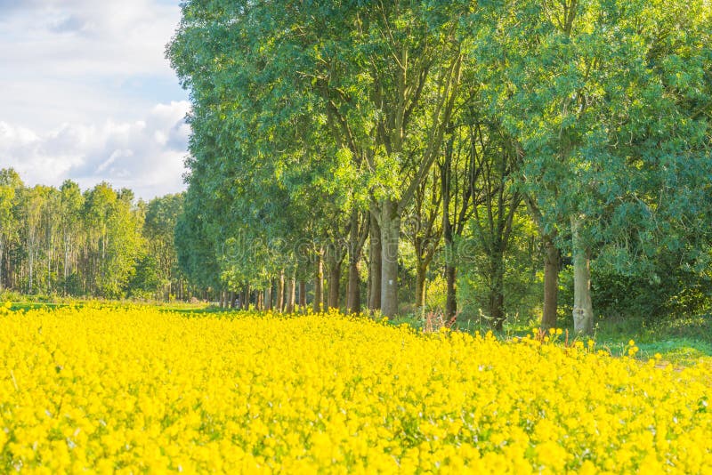 Row of Trees Along a Field with Flowers Stock Photo - Image of nature ...