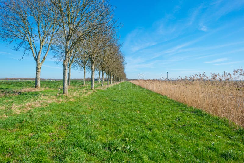 Row of Trees Along a Field in Spring Stock Image - Image of trees ...