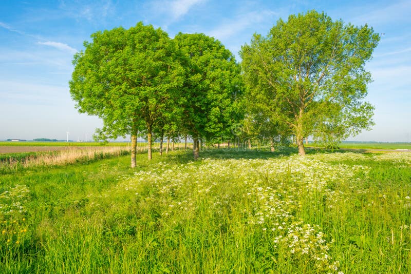 Row of Trees Along a Field in Spring Stock Photo - Image of spring ...