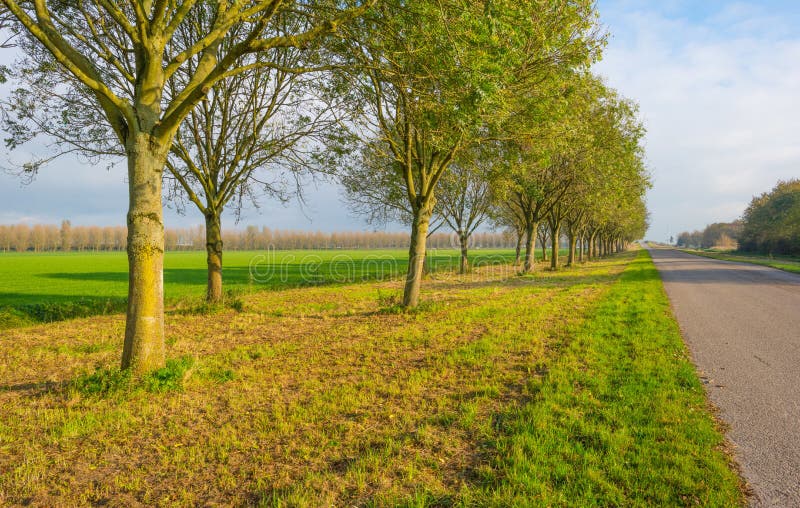 Row of Trees Along a Field in Sunlight at Fall Stock Image - Image of ...