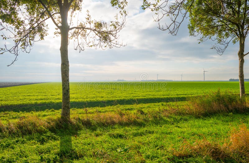 Row of Trees Along a Field in Sunlight at Fall Stock Image - Image of ...