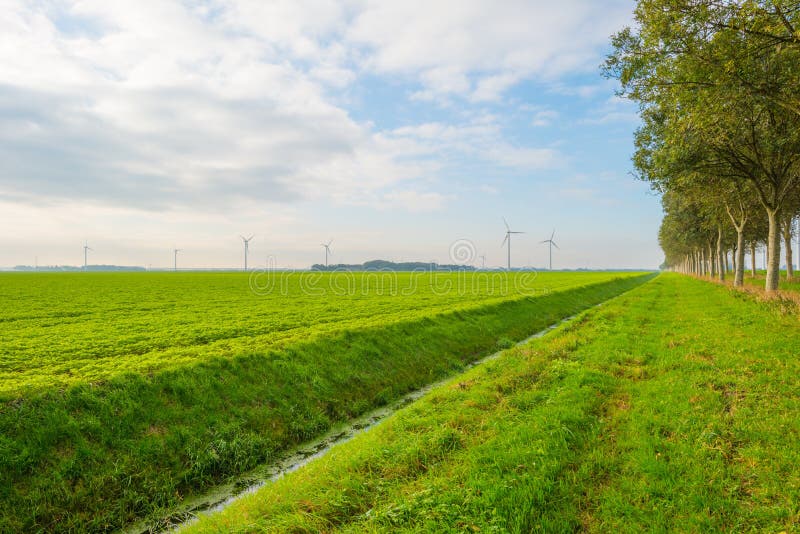 Row of Trees Along a Field in Sunlight at Fall Stock Image - Image of ...