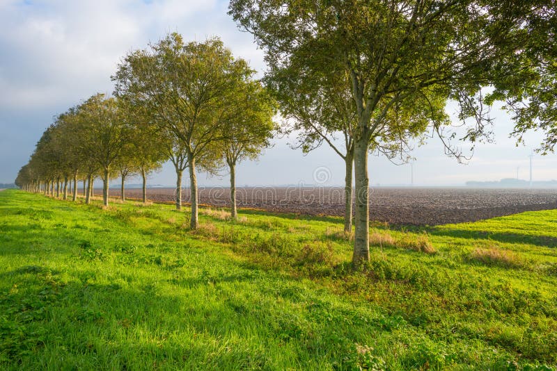 Row of Trees Along a Field in Sunlight at Fall Stock Image - Image of ...