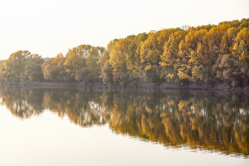 Row of Trees Along the River Stock Image - Image of landscape, forest ...