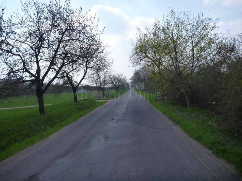 Row of trees along a road stock photo. Image of line - 69923392