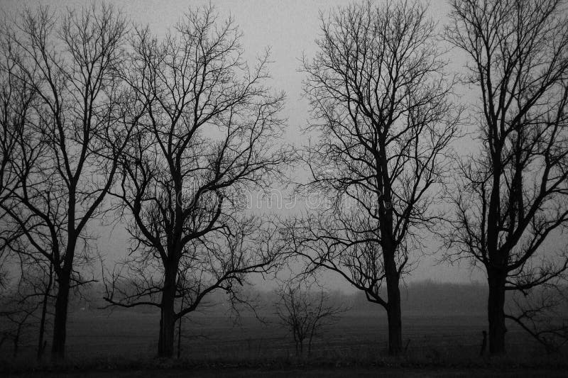 Row of Trees As a Wallpaper or Background Stock Photo - Image of haze ...