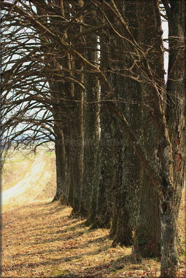 Row of trees stock image. Image of lane, trees, travel - 31002881